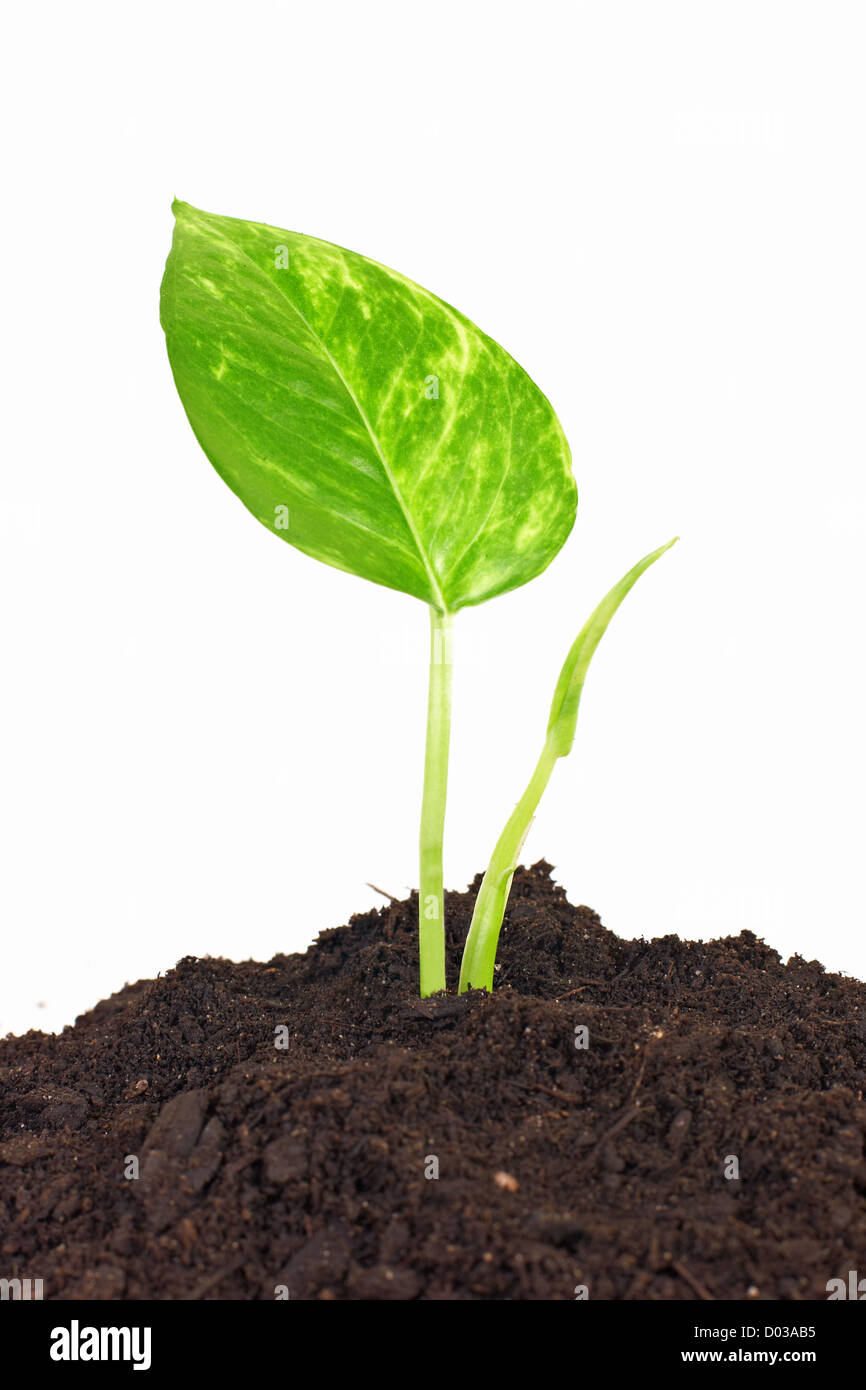 Beginning concept by small plant growth from soil Stock Photo - Alamy