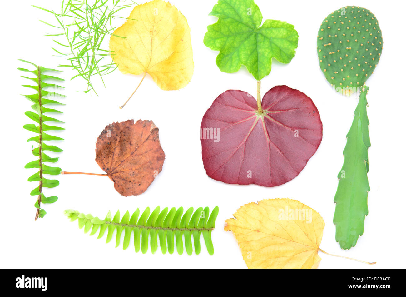 different types of leafs isolated on white background Stock Photo - Alamy