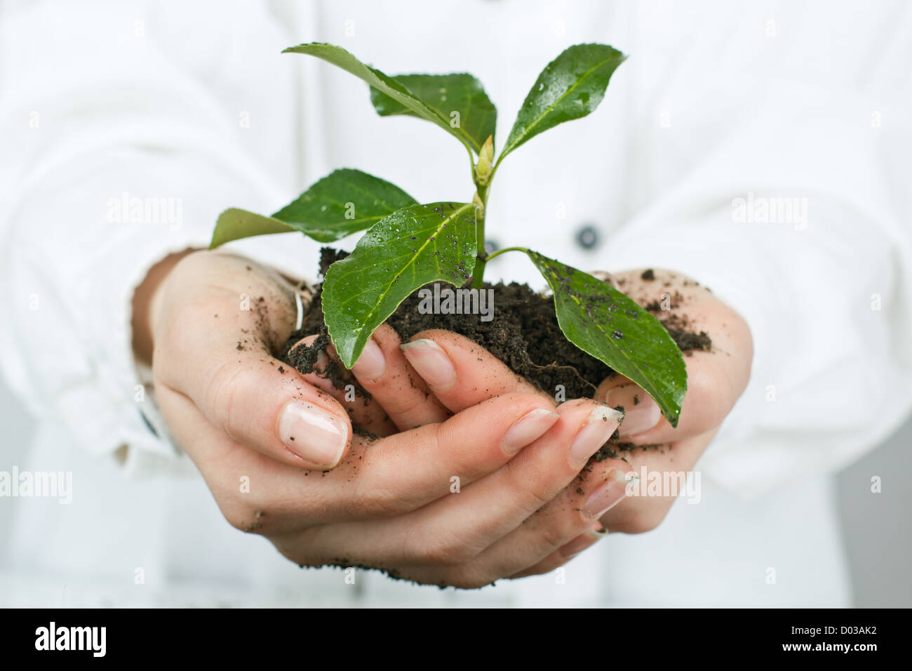 Small plant growing in the human hands Stock Photo - Alamy