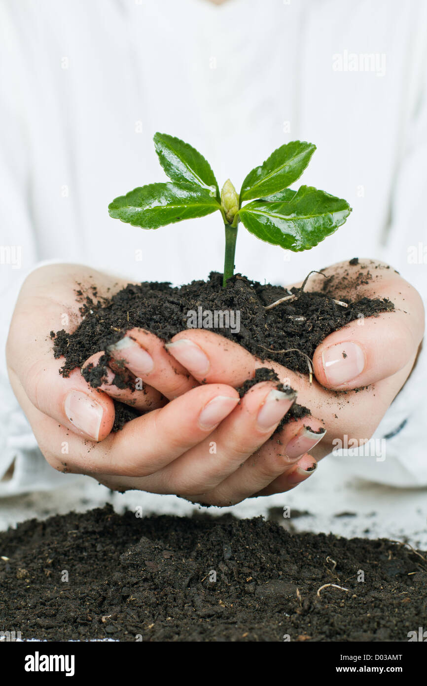 Small plant growing in the human hands Stock Photo - Alamy