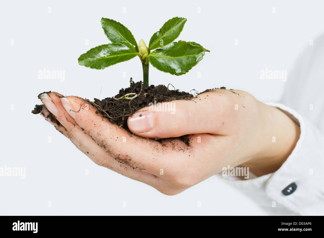 Small plant growing in the human hands Stock Photo - Alamy
