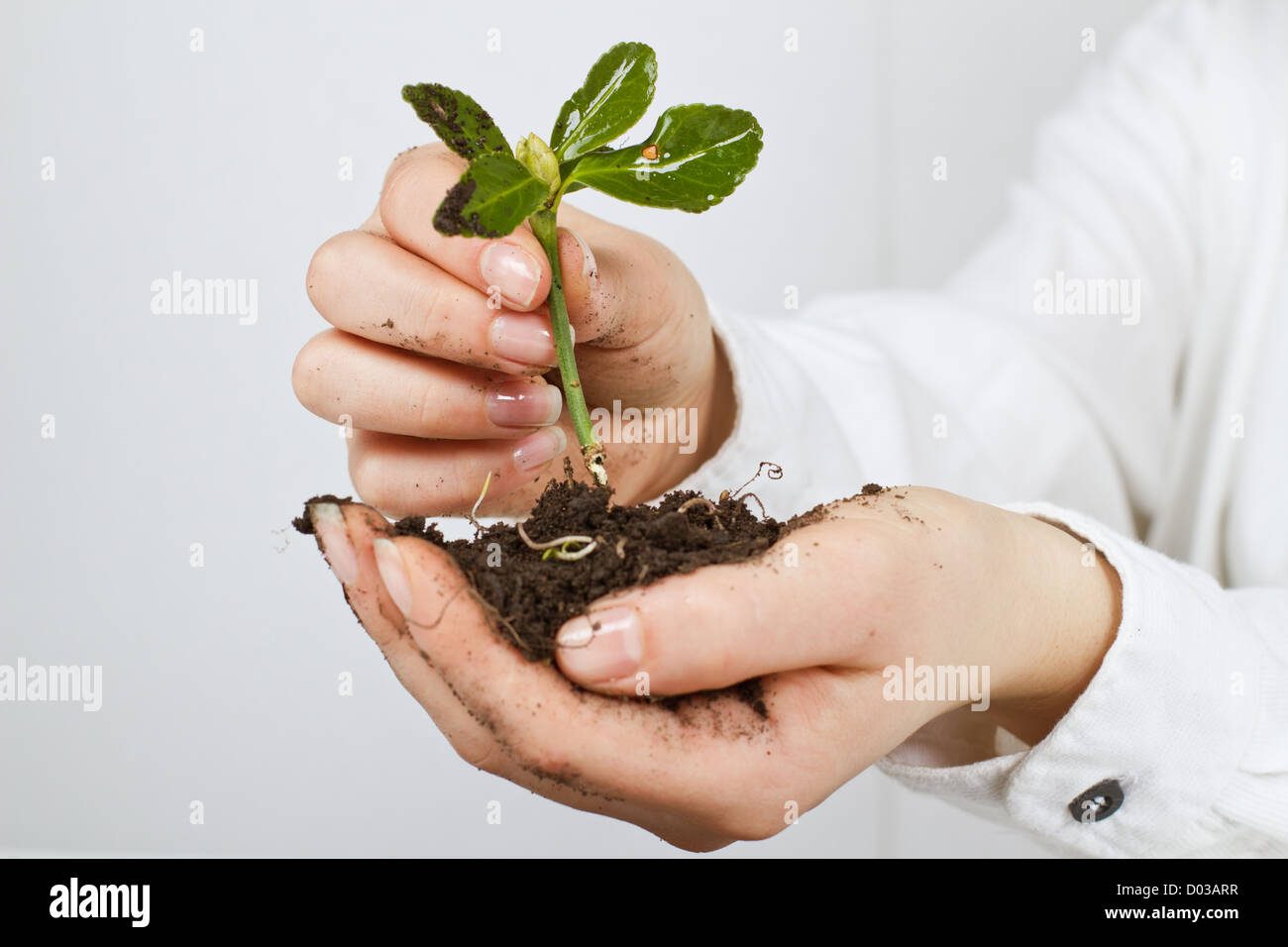 Human hands giving support to a small plant that grows Stock Photo - Alamy