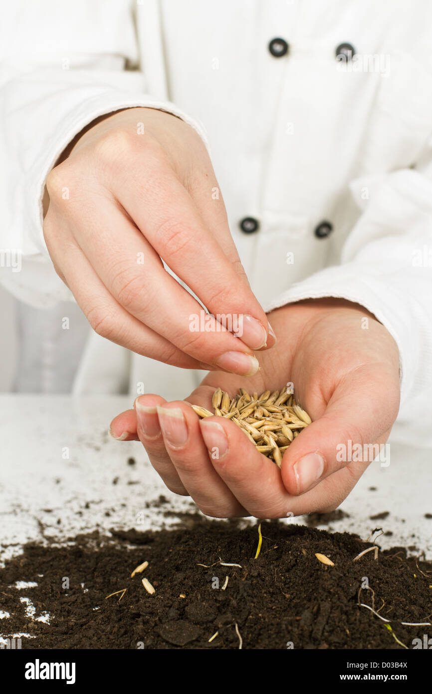 Human hand planting of wheat Stock Photo - Alamy