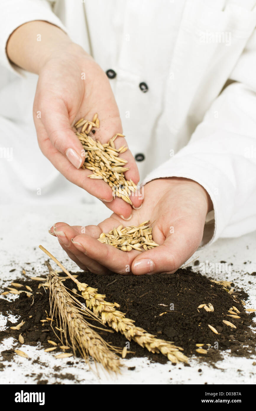 Human hand planting of wheat Stock Photo - Alamy