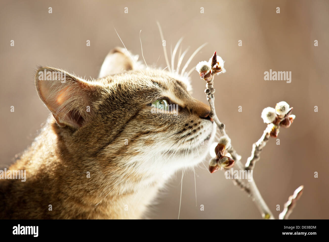 Cat with flower hi-res stock photography and images - Alamy