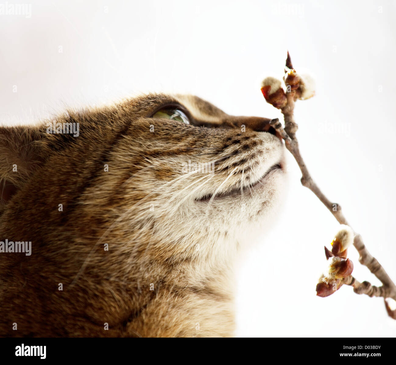 Willow kitty hi-res stock photography and images - Alamy
