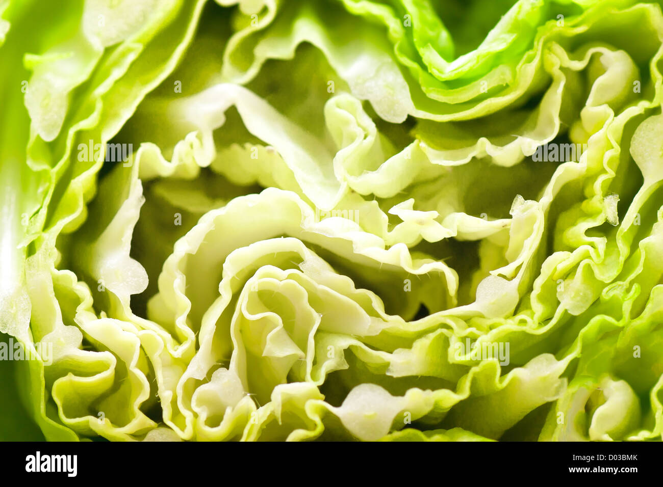 Single cabbage leaf hi-res stock photography and images - Alamy
