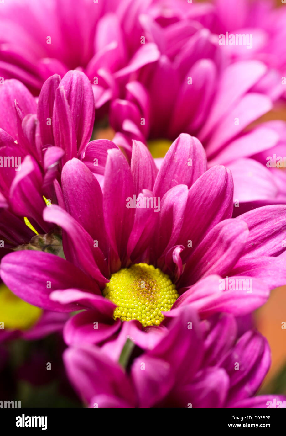 Deep pink chrysanthemum flowers - very shallow depth of field Stock ...