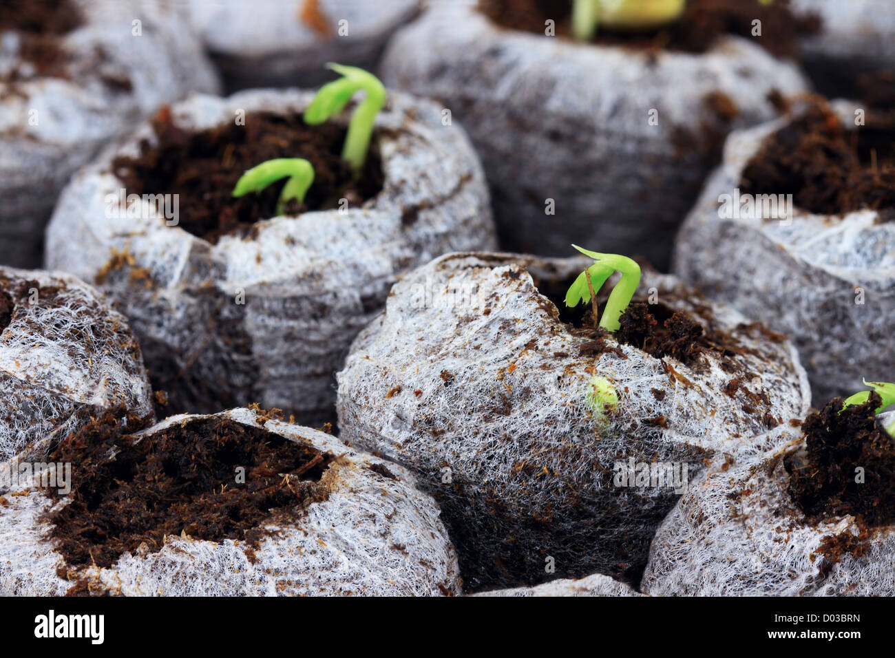 Peat plants hi-res stock photography and images - Alamy