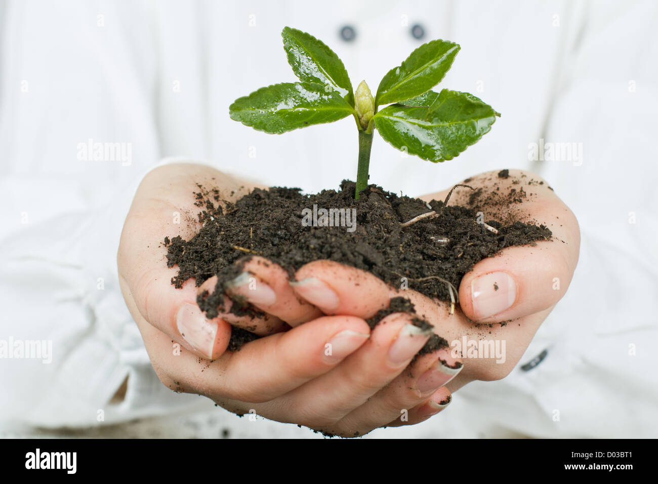 Small plant growing in the human hands Stock Photo - Alamy
