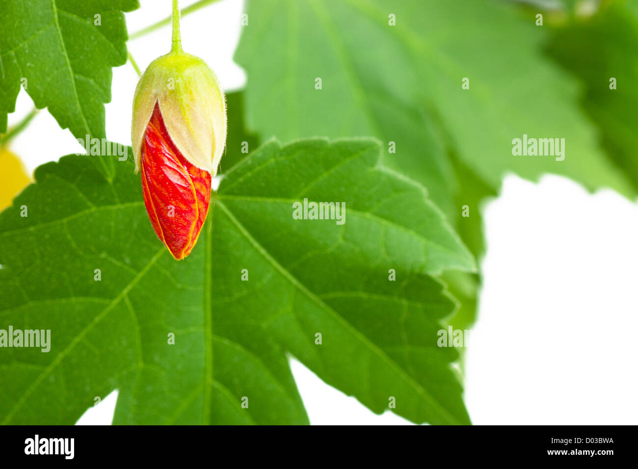 Leaf isolated colour flower hi-res stock photography and images - Alamy
