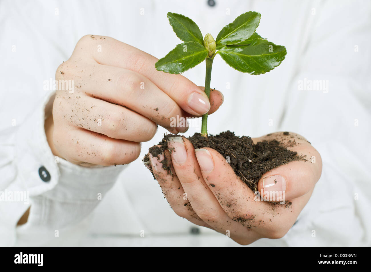 Human hands giving support to a small plant that grows Stock Photo - Alamy