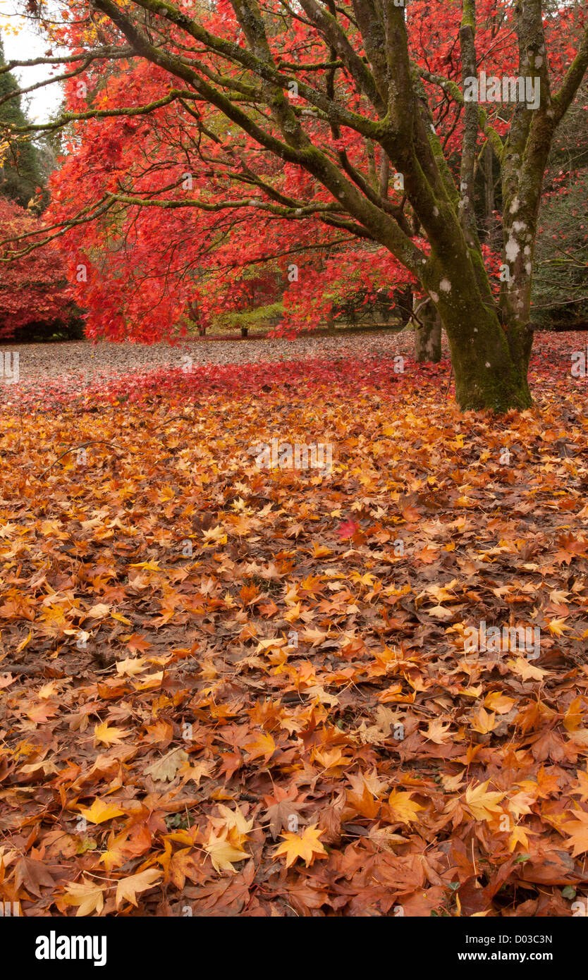 Leaf litter underneath a maple tree Stock Photo - Alamy