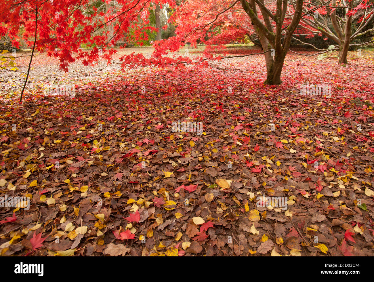 Leaf litter underneath a maple tree Stock Photo - Alamy
