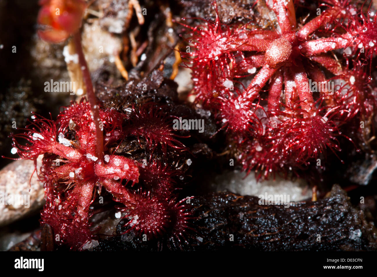 Carnivore plant at Anavilhanas protected area Amazonas state amazon ...