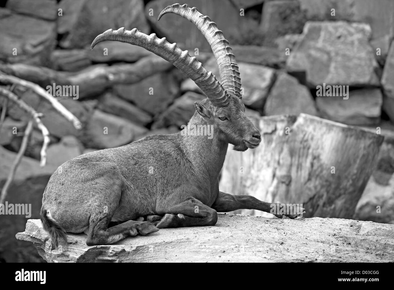 Alpine ibex Black and White Stock Photos & Images - Alamy