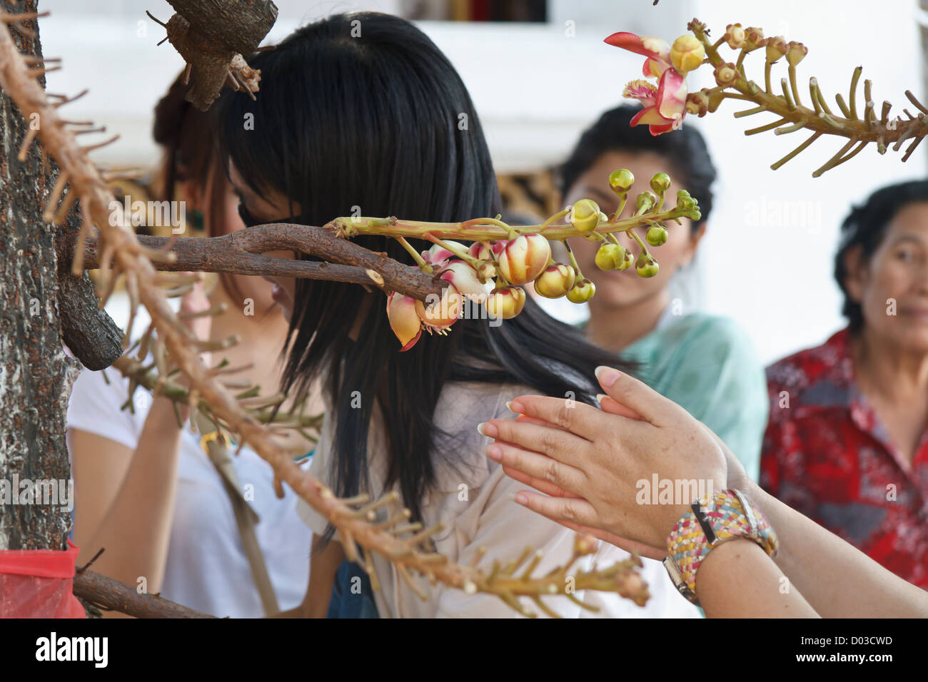 Woman clapping Hands to open Flower Blossoms bringing good Luck in the ...