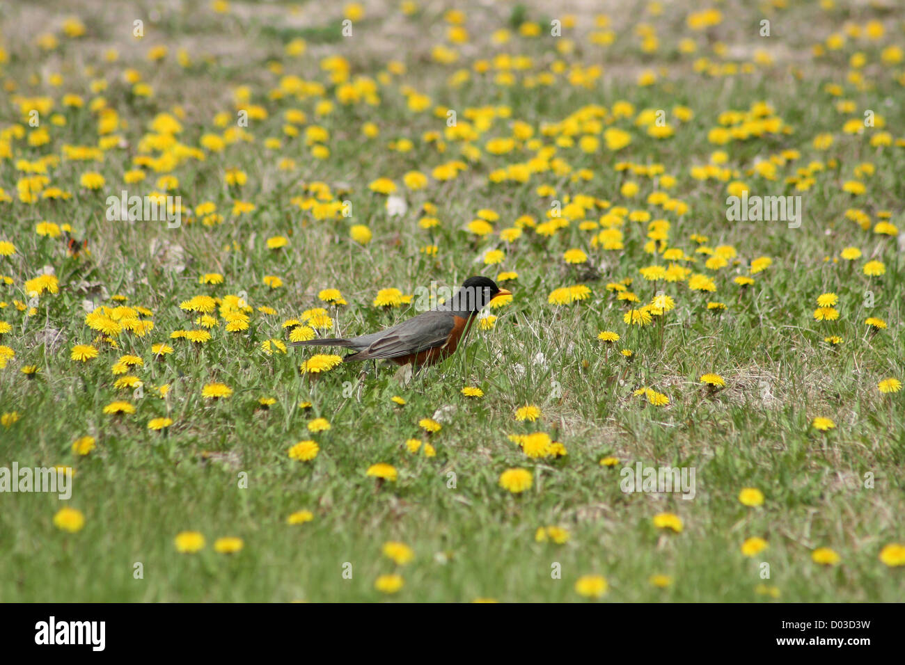 An adult American Robin standing in a field of grass covered with ...