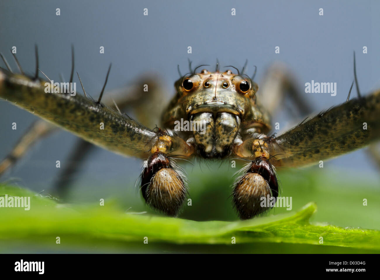 Spider palps hi-res stock photography and images - Alamy