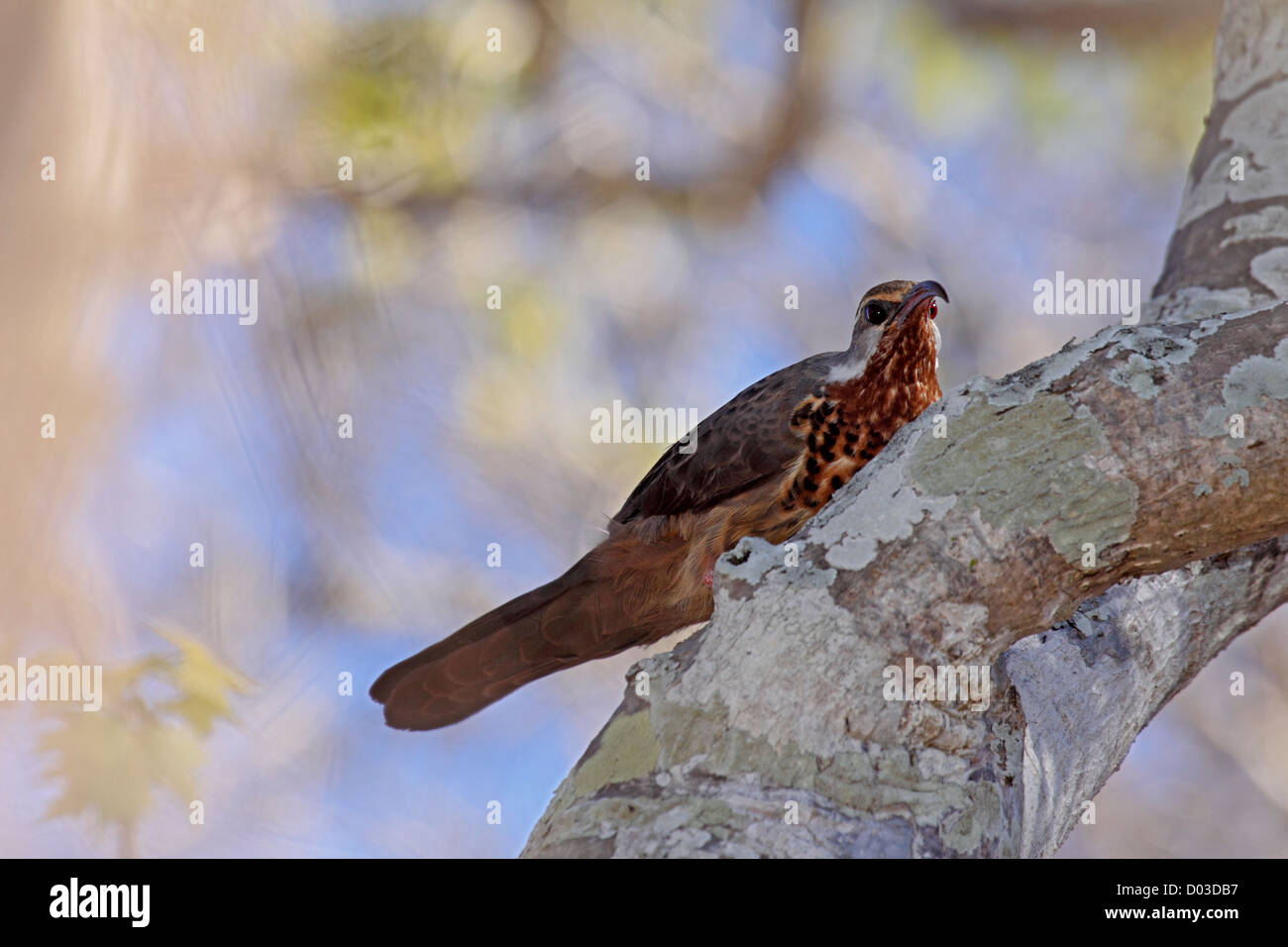 Benschi hi-res stock photography and images - Alamy