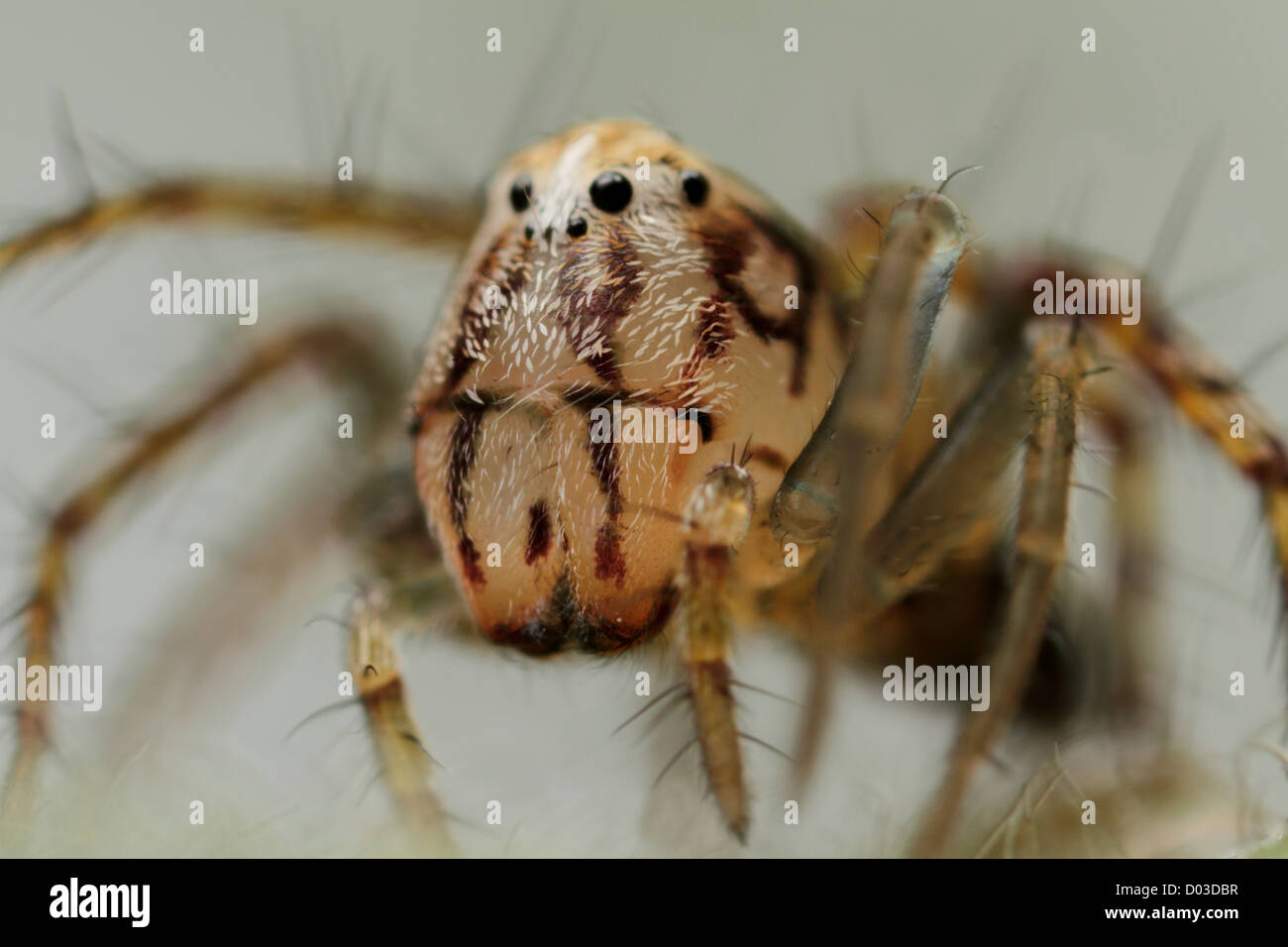 Oxyopidae hi-res stock photography and images - Alamy