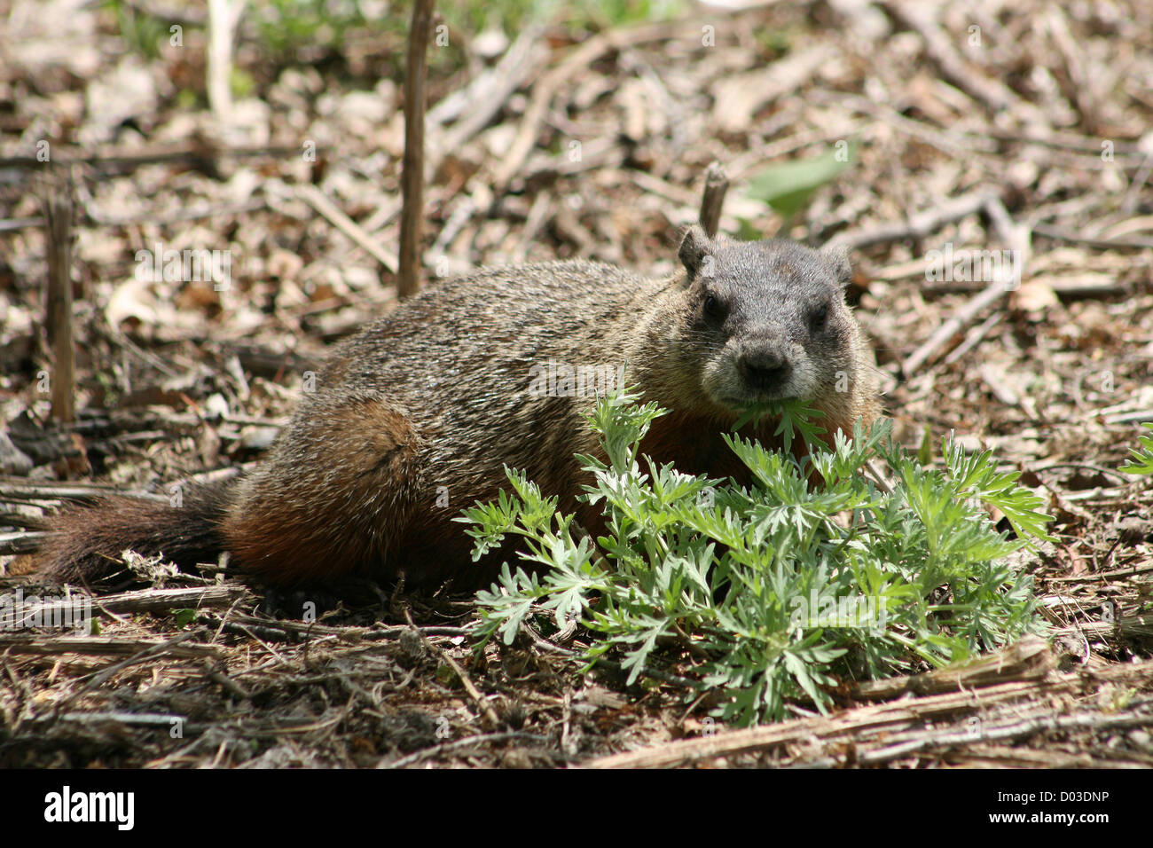 A large Ground Hog eating a plant in spring in Winnipeg, Manitoba ...