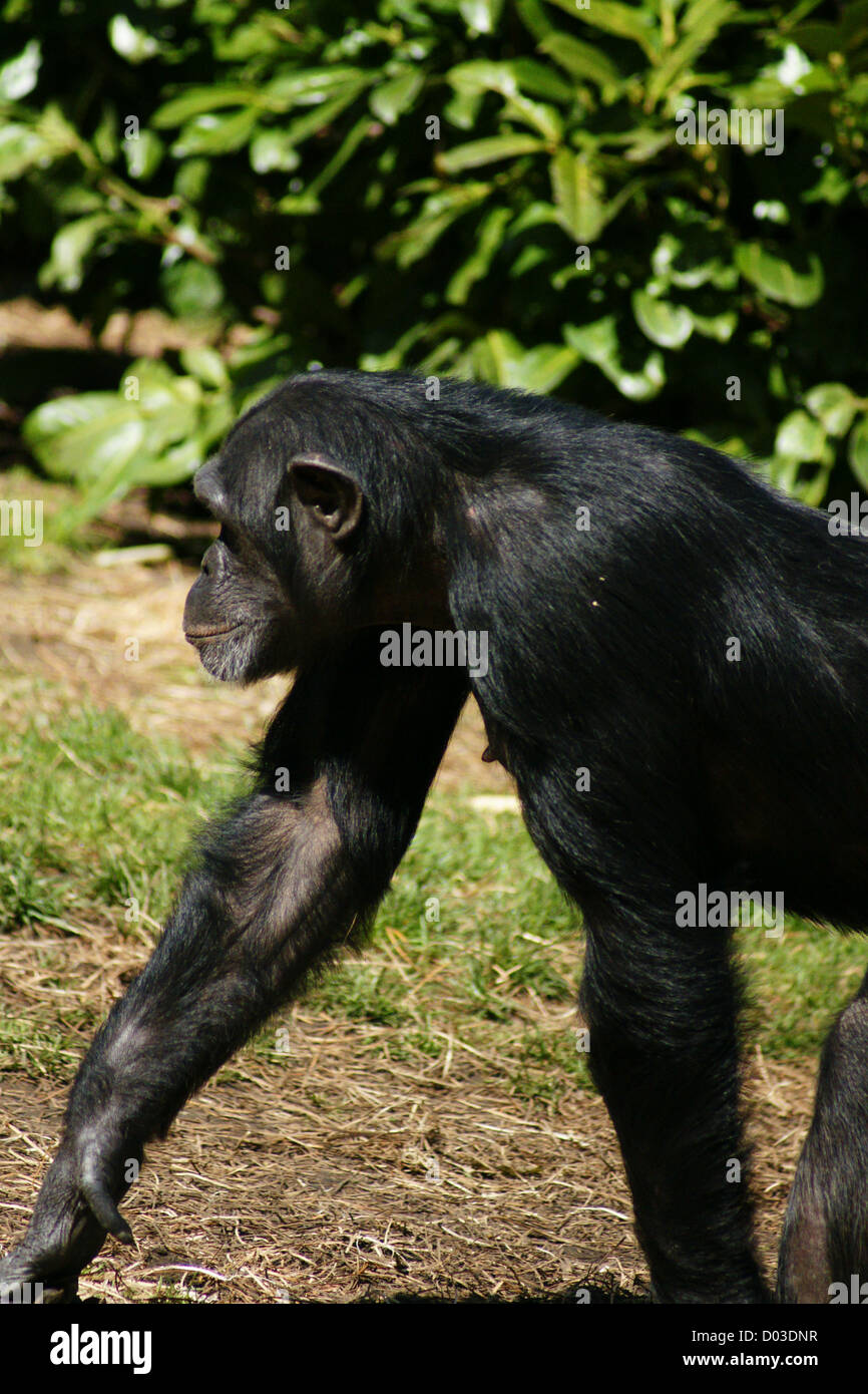 Chimpanzee side profile Stock Photo - Alamy