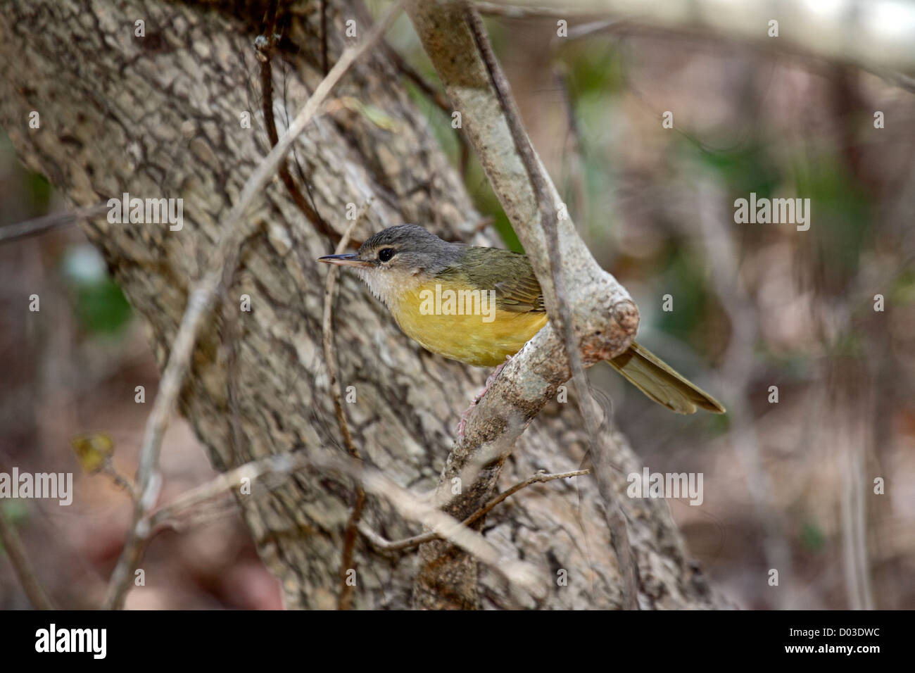 Neomixis tenella hi-res stock photography and images - Alamy