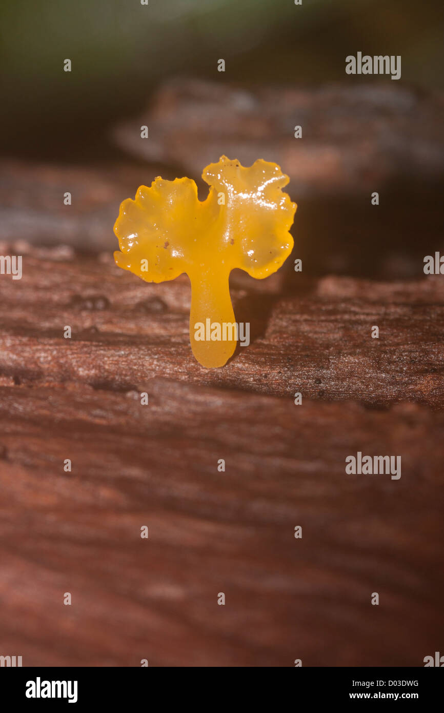 fungus mushroom at Anavilhanas amazon forest, amazonas state, Brazil ...