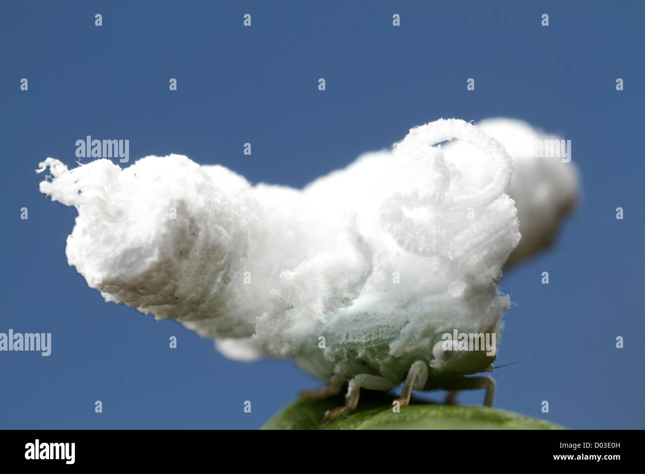 Membracidae hi-res stock photography and images - Alamy