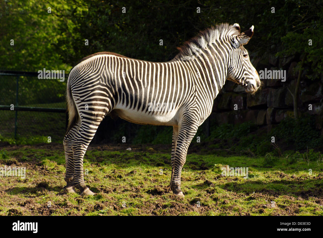 Grévy's zebra also known as the imperial zebra, is the largest living ...