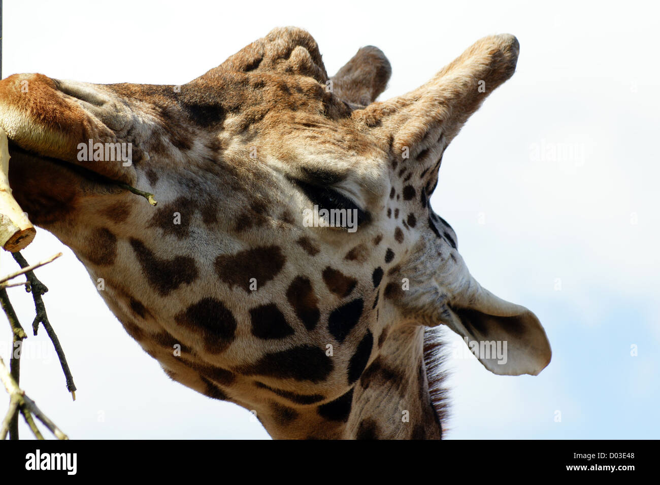 Rothschild giraffe head and neck photograph Stock Photo - Alamy