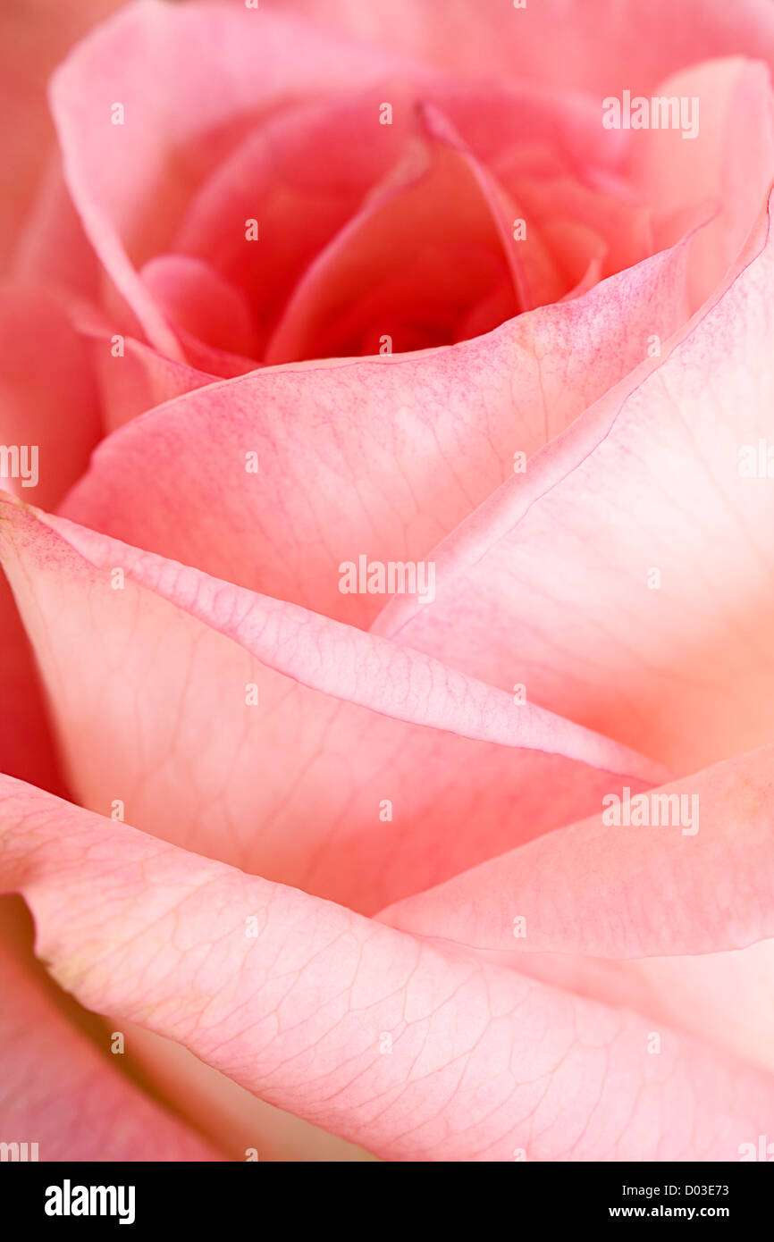 Close up of a rose flower Stock Photo - Alamy