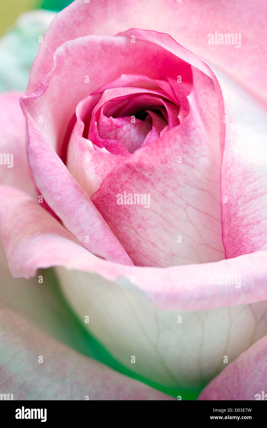 Close up of a rose flower Stock Photo - Alamy