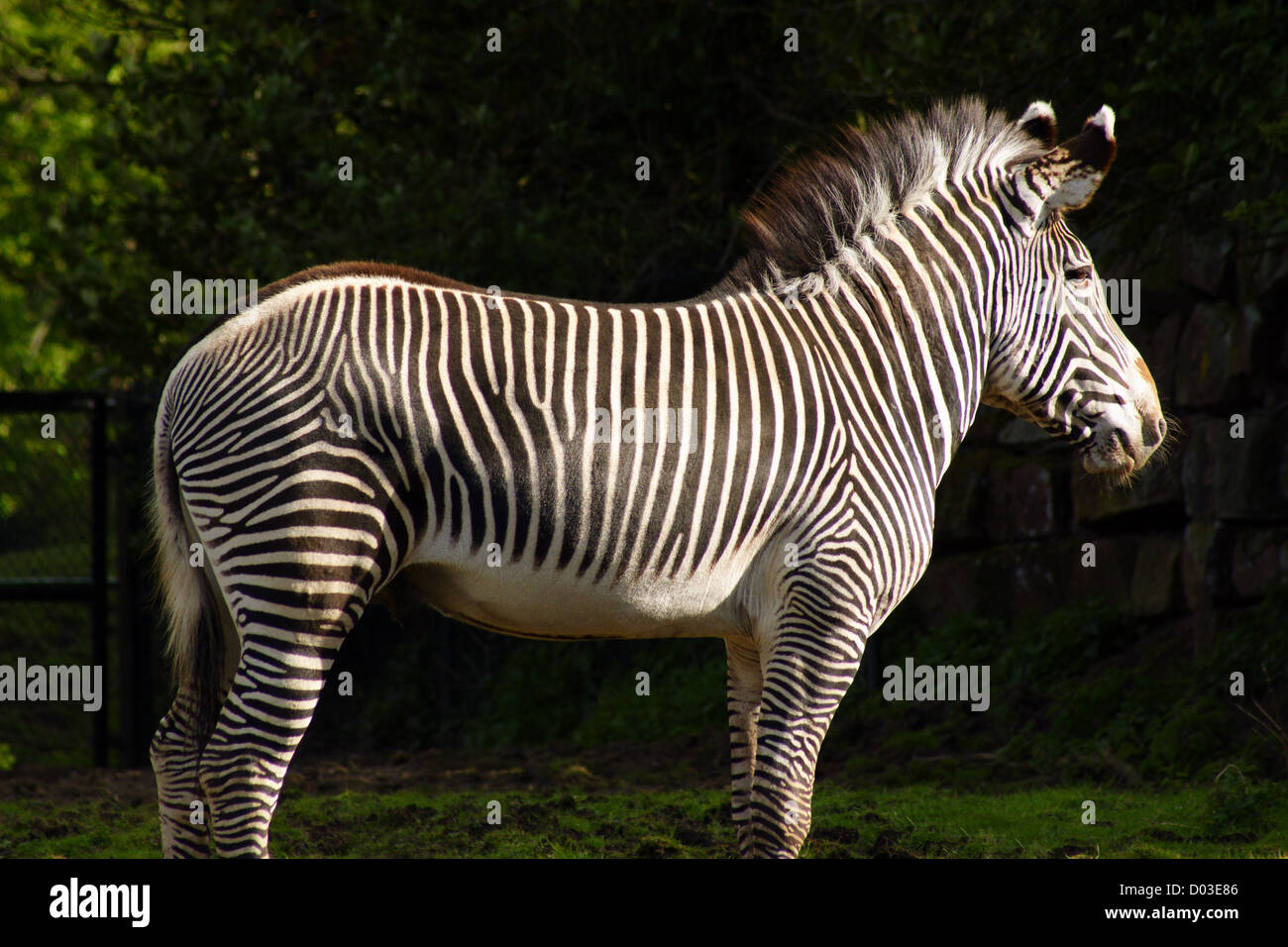 Imperial zebra hi-res stock photography and images - Alamy
