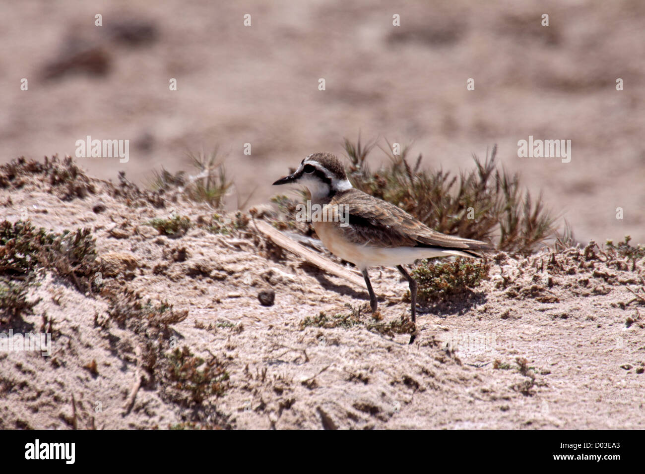 Kittlitzs plover in sandy saltmarsh in Madagascar Stock Photo - Alamy