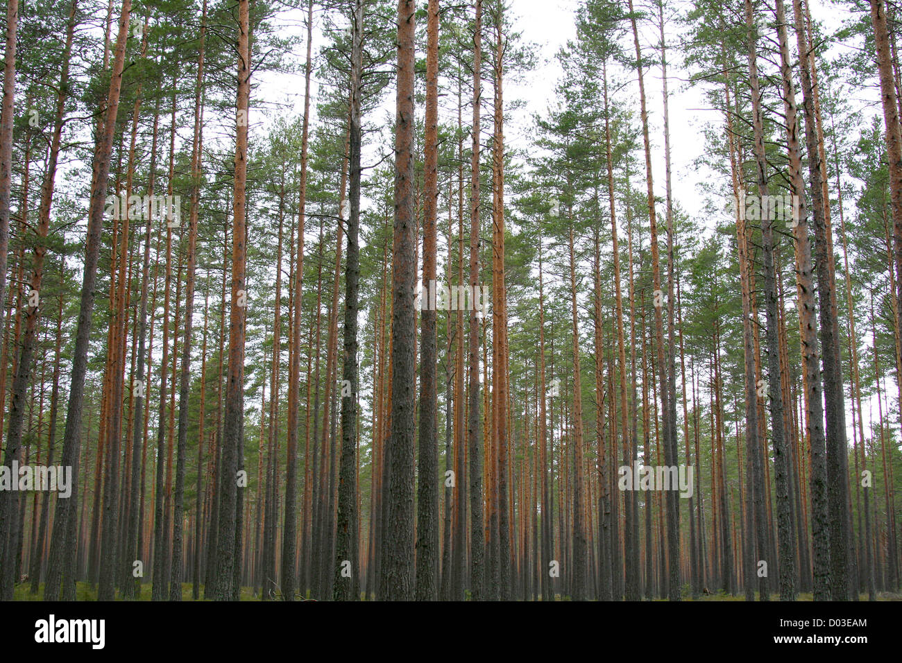 Pine tree forrest hi-res stock photography and images - Alamy