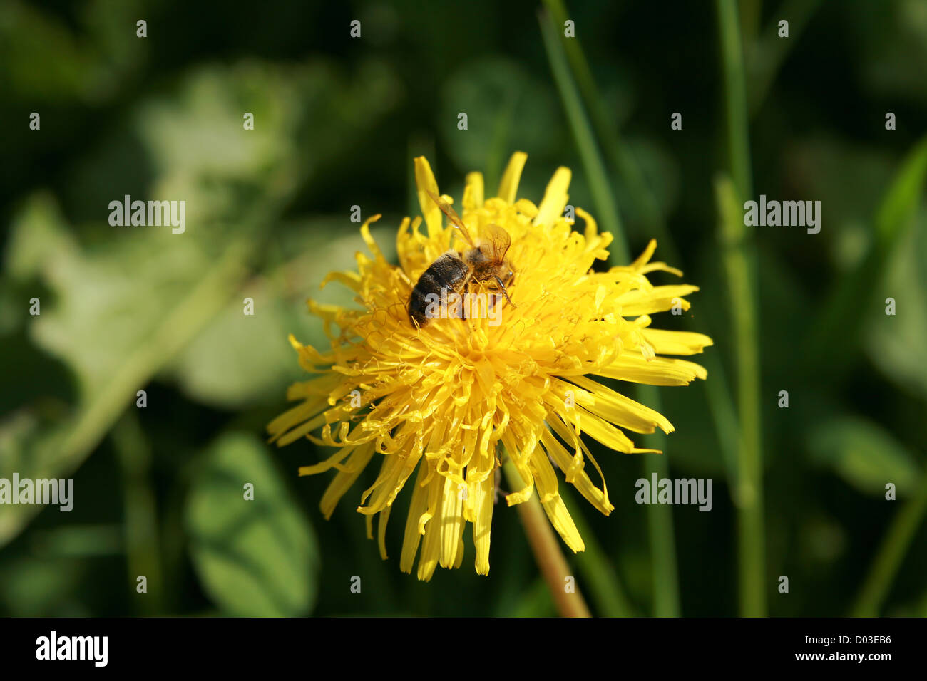 Spring meddow hi-res stock photography and images - Alamy