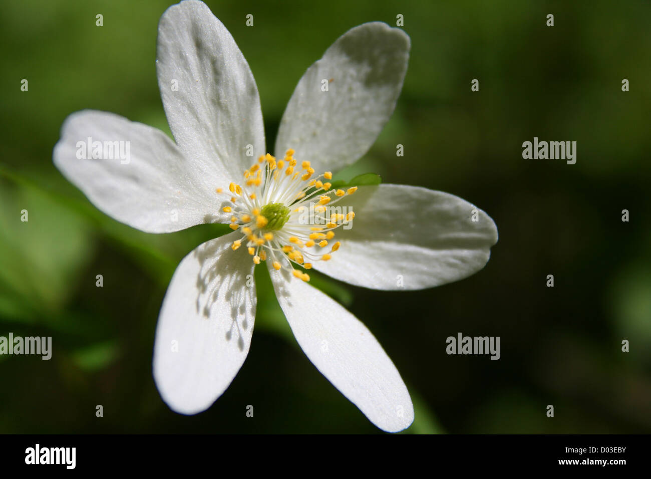 Anemone windflower hi-res stock photography and images - Alamy