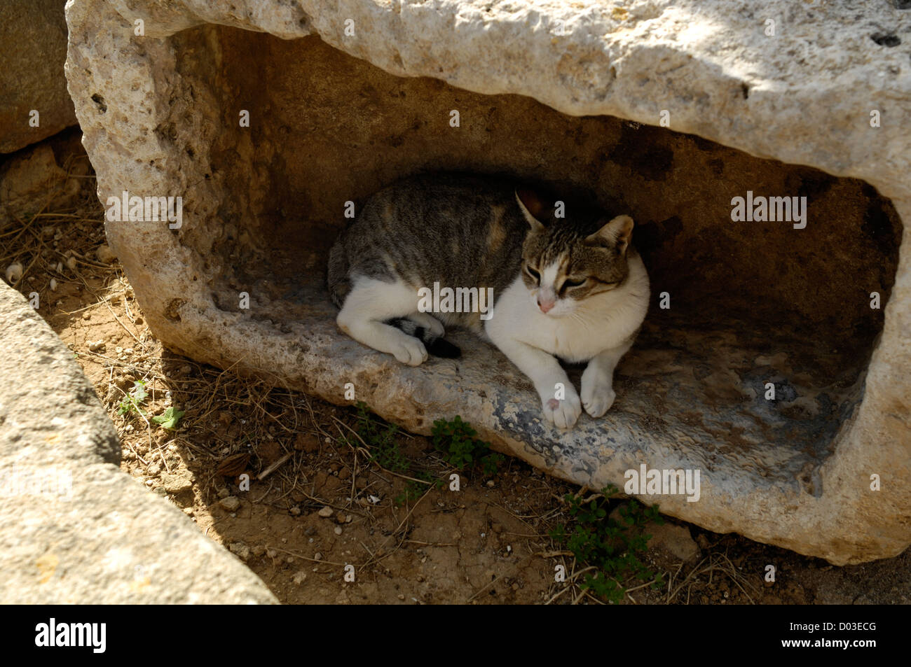 Ancient Nea Paphos, cat resting in the shade at Saranda Kolones ...