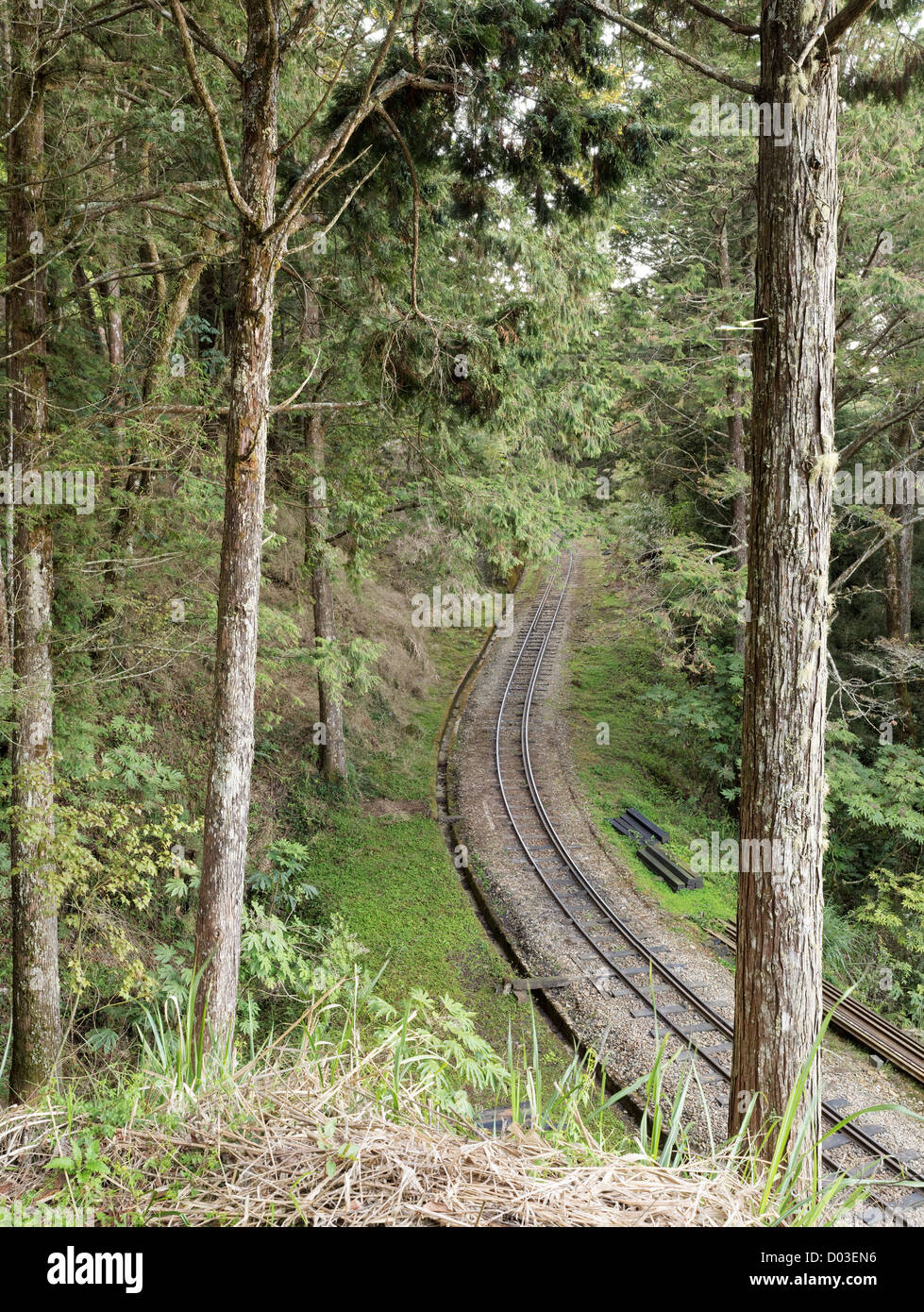 Forest railroad with trees and railway in Alishan National Scenic Area ...