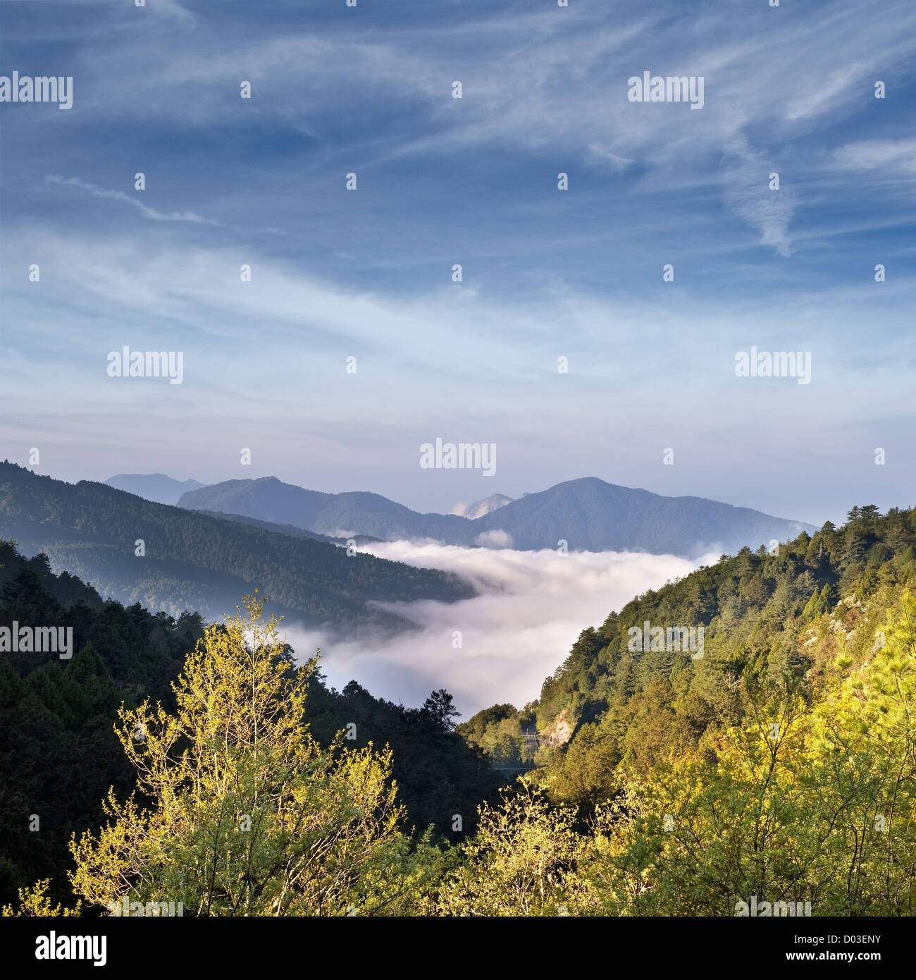 Mountain scenery with trees and clouds in Alishan National Scenic Area ...