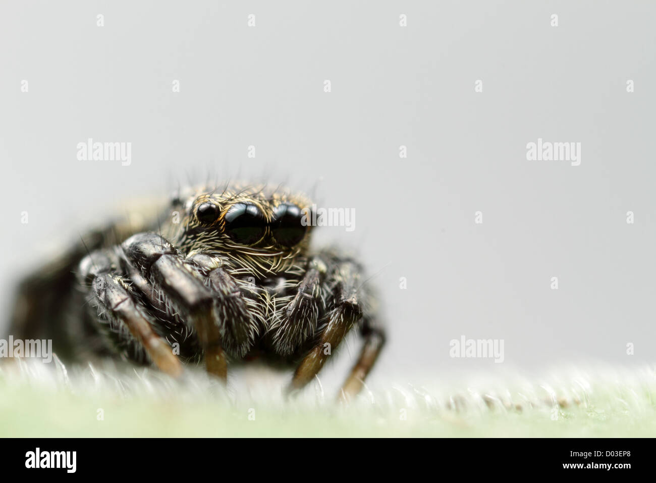 Spider face eyes hi-res stock photography and images - Alamy