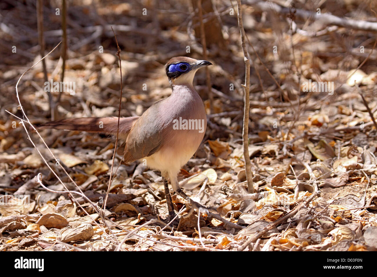 Red capped coua Stock Photo - Alamy