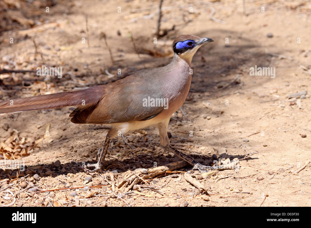 Red capped coua Stock Photo - Alamy