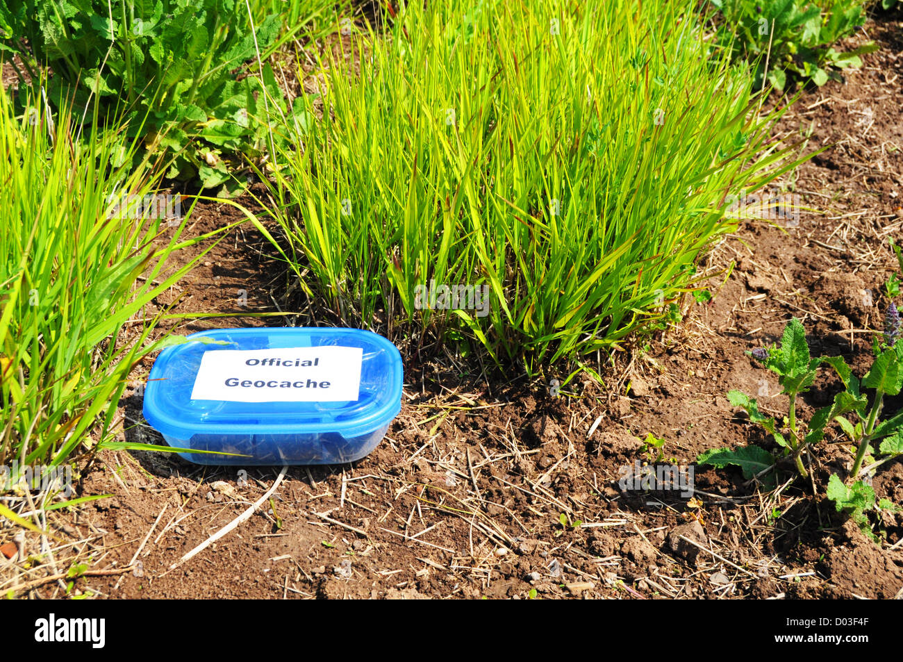official blue geocache box in nature or forest Stock Photo - Alamy