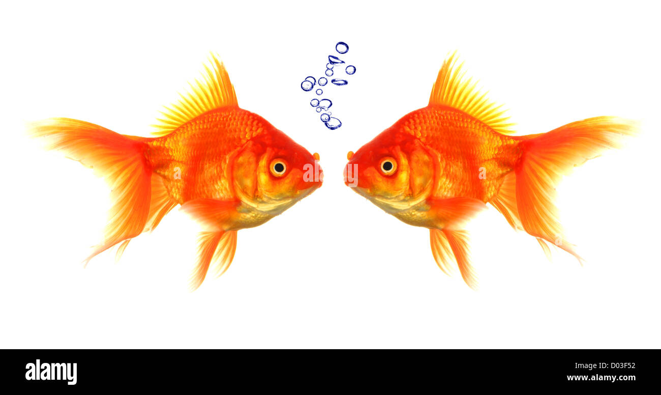 goldfish with bubbles showing discussion talk or conversation concept ...