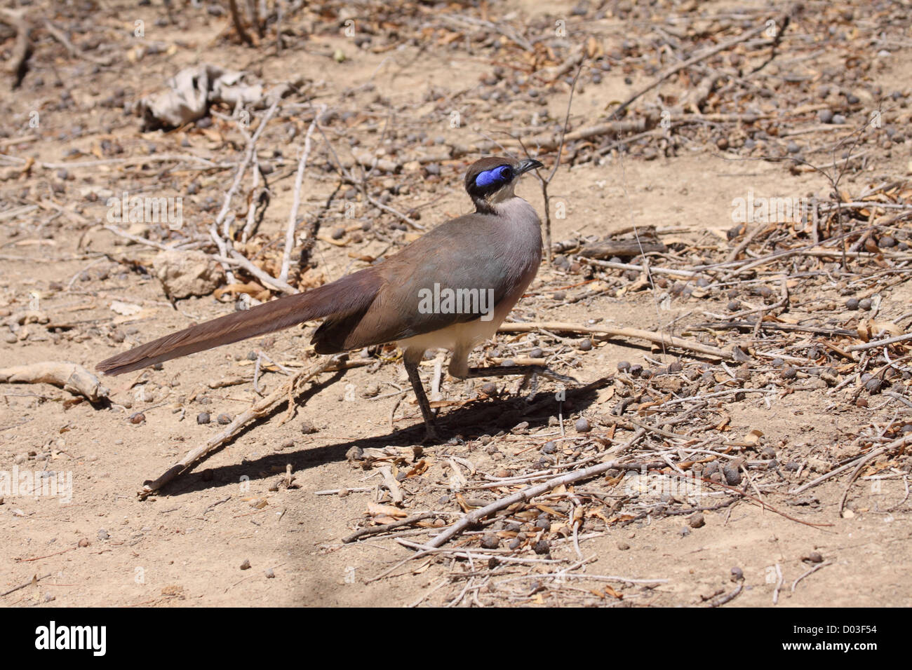 Red capped coua Stock Photo - Alamy