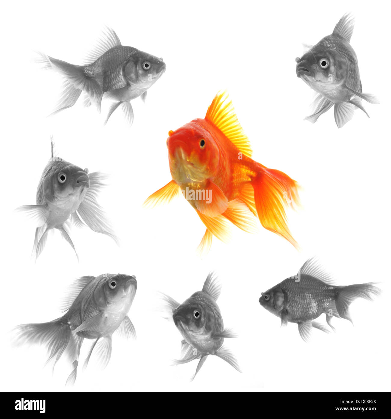 standing out of the crowd concept with individual successful goldfish ...