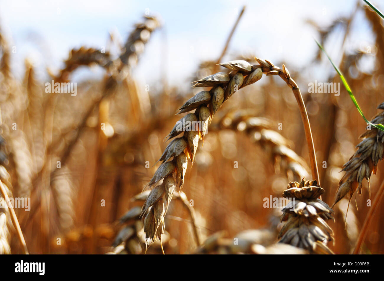 wheet grain on a summer field with sky showing food concept Stock Photo ...